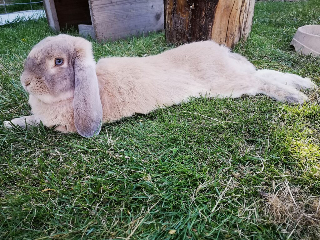 Unsere Jungs - Leahs Deutsche Widder